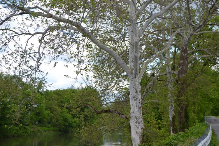 The native sycamore tree | News, Sports, Jobs - The Express